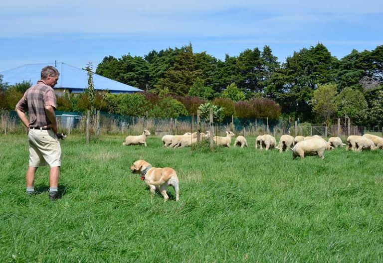 Ovis Management – Promote, Protect, Participate